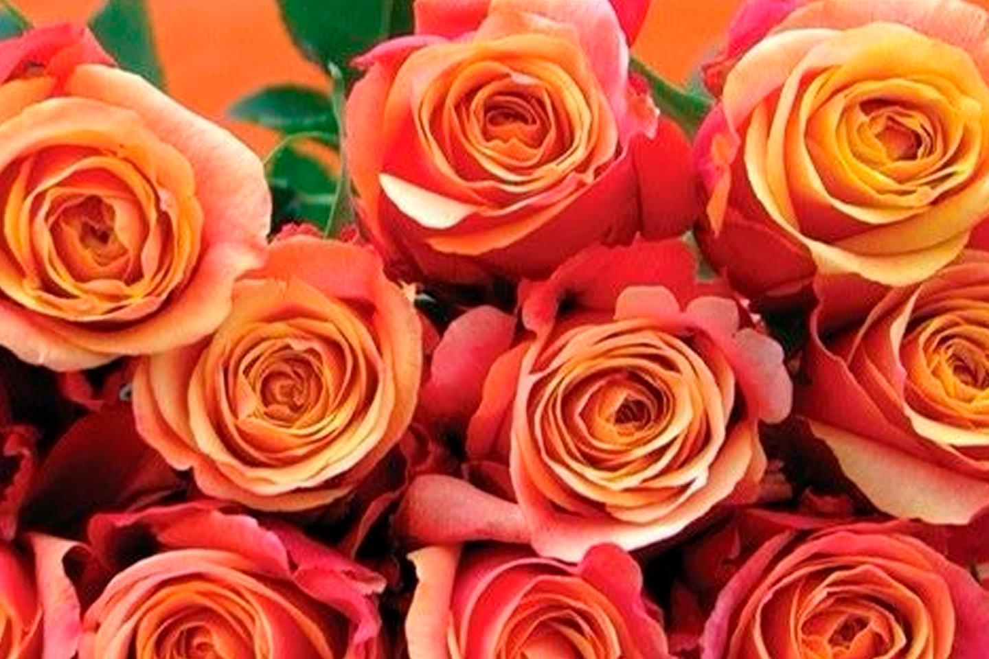 Ecuadorian roses - Molino San Juan